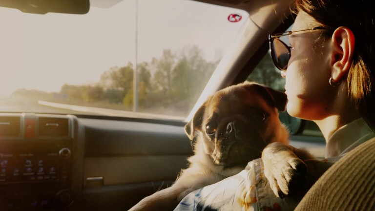 7 consejos para llevar el perro en el coche | BMW.com